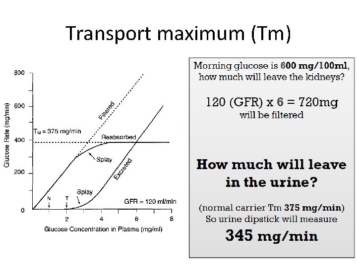 Urinary system Willy Handoko Gross anatomy Overview of