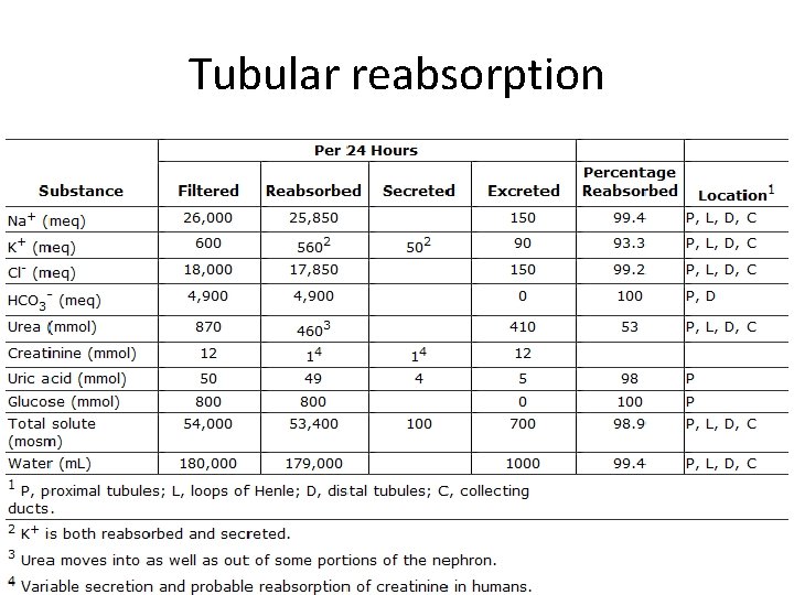 Urinary system Willy Handoko Gross anatomy Overview of