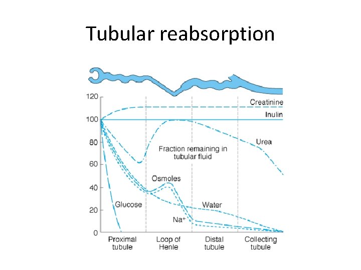 Urinary system Willy Handoko Gross anatomy Overview of