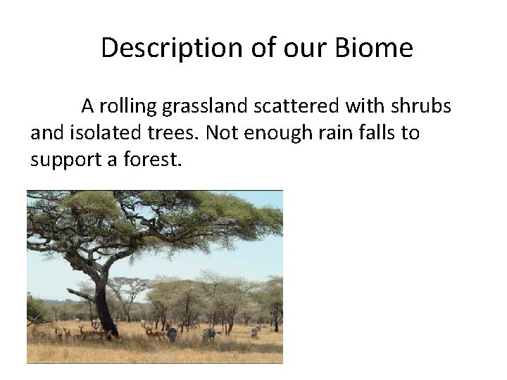 Biome Project Savannah Izzy Kirkendoll and Kaitlyn Seabrook