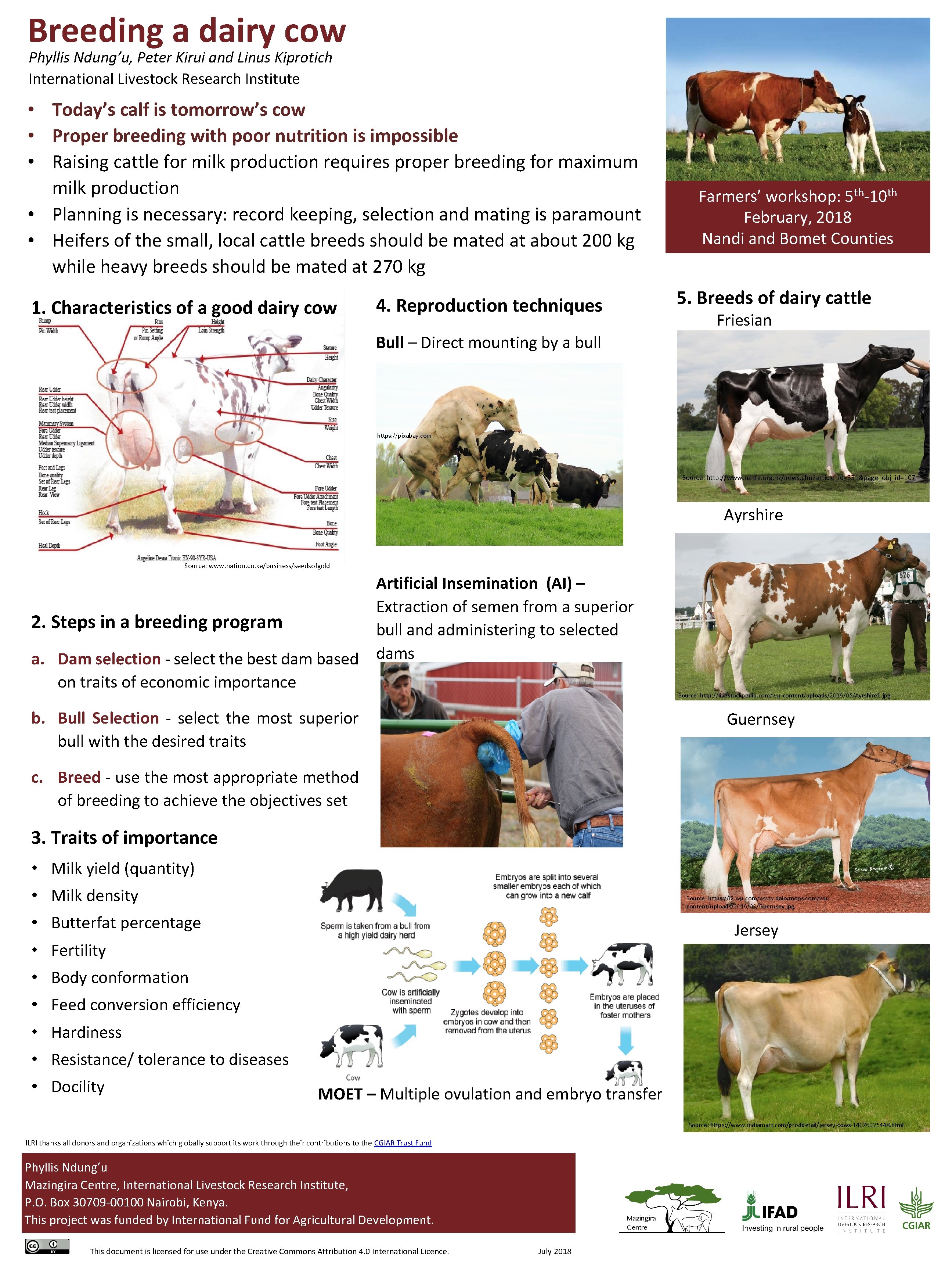 Breeding a dairy cow Phyllis Ndungu Peter Kirui