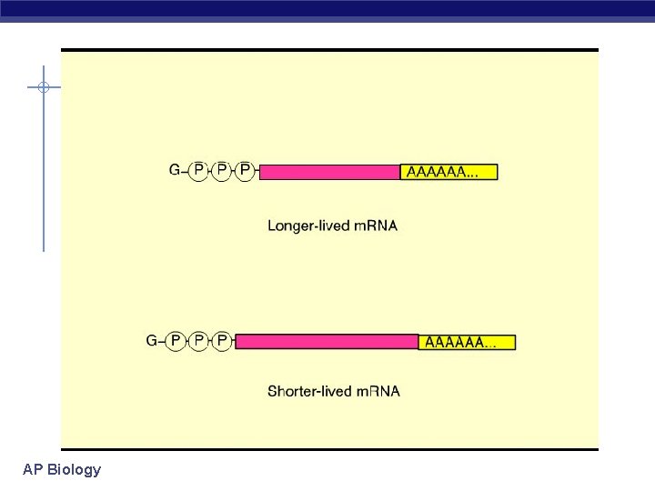 The BIG Questions How are genes turned on