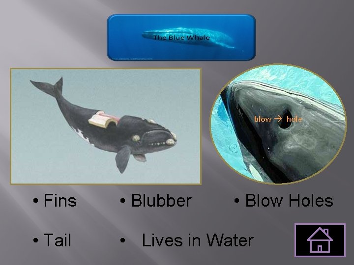 Brian Pritz Evolutionary Variations The Blue Whale Hummingbird