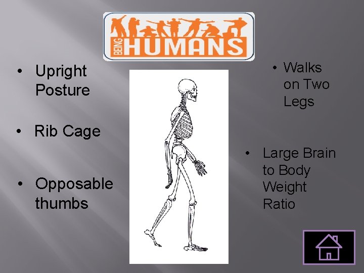 Brian Pritz Evolutionary Variations The Blue Whale Hummingbird