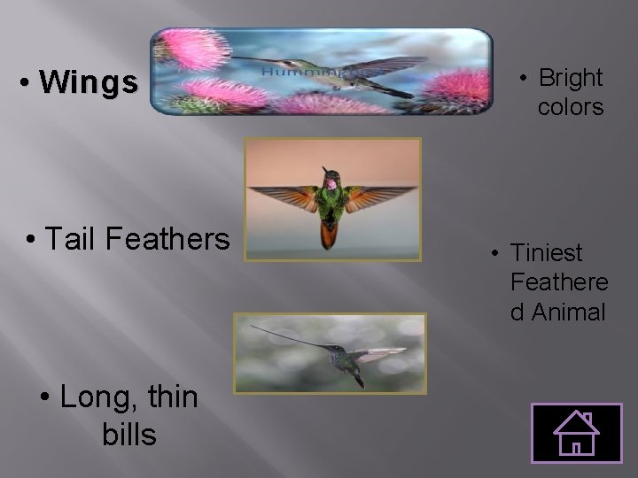 Brian Pritz Evolutionary Variations The Blue Whale Hummingbird