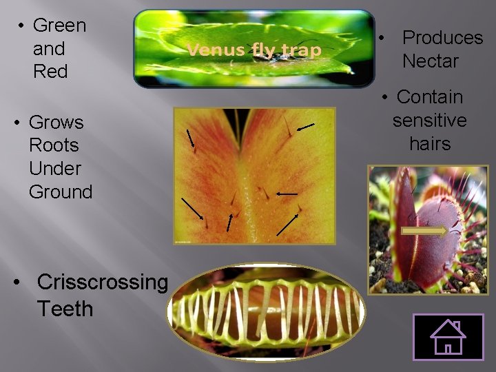 Brian Pritz Evolutionary Variations The Blue Whale Hummingbird