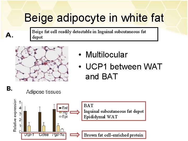 Something we learn from textbook White fat cell