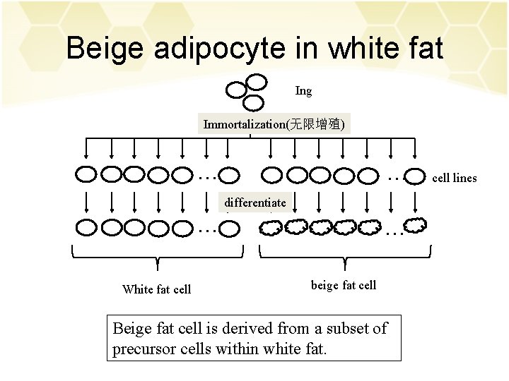 Something we learn from textbook White fat cell
