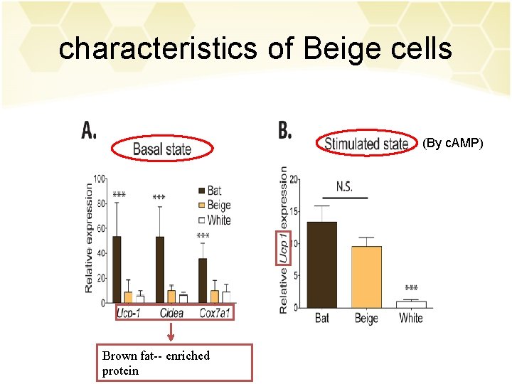 Something we learn from textbook White fat cell