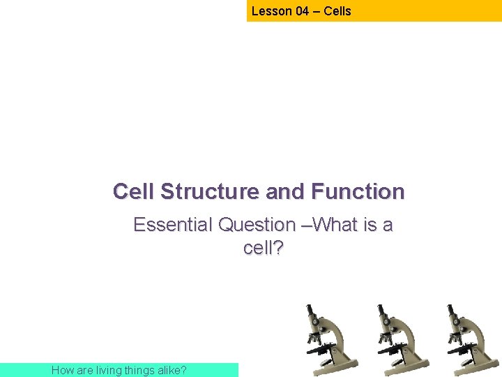 Lesson 04 Cells Cell Structure and Function Essential