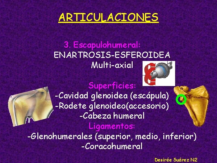 ARTICULACIONES 1 Escotadura clavicular Esternoclavicular ENCAJE ...
