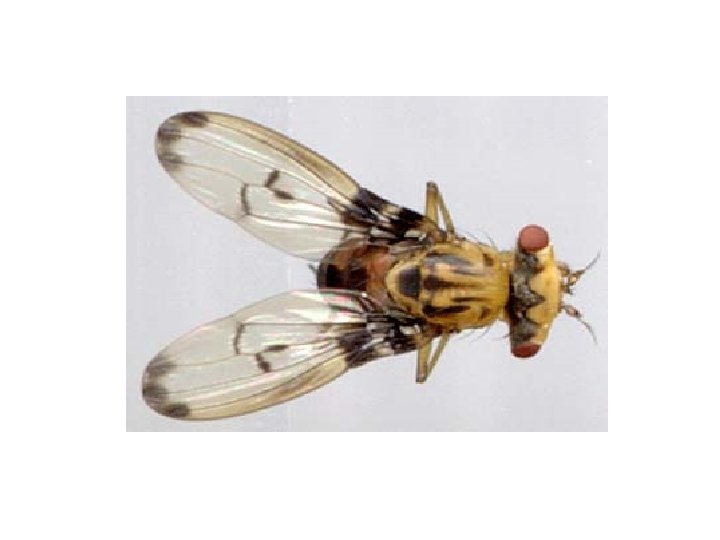 The Life Cycle P Neuroptera Coleoptera Hymenoptera Lepidoptera