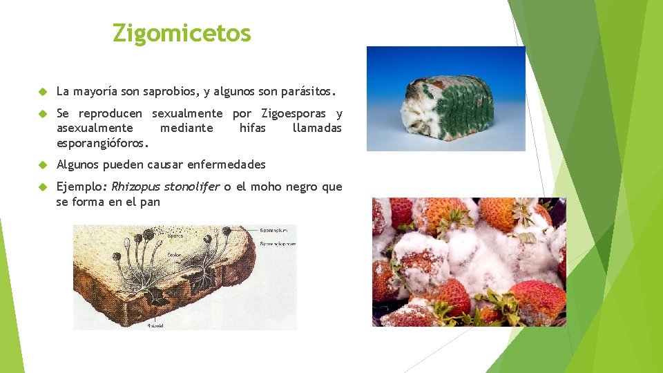 LOS HONGOS 10 EGB BIOLOGA Caractersticas del Reino