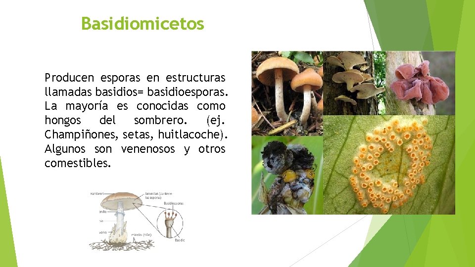 LOS HONGOS 10 EGB BIOLOGA Caractersticas del Reino