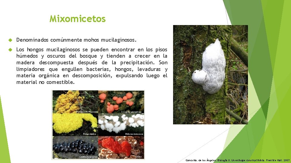 LOS HONGOS 10 EGB BIOLOGA Caractersticas del Reino