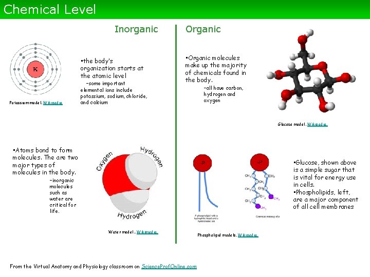 Levels of Organization in the Human Body Science