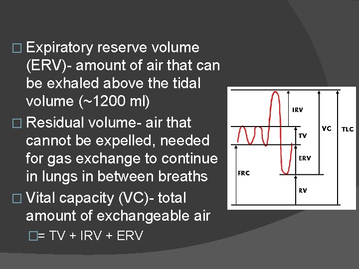 Chapter 13 RESPIRATORY PHYSIOLOGY Respiration Pulmonary ventilation ...