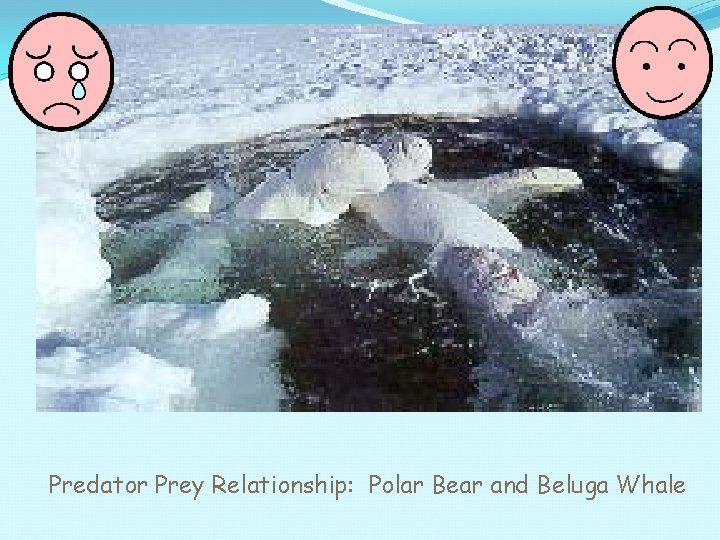 Ecology Community Energy Food Chains Abiotic Factors Light