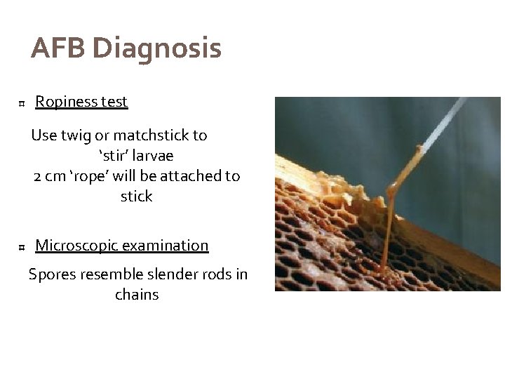 ANTIMICROBIAL RESISTANCE RISKS HONEY BEES AND BEEKEEPING Background