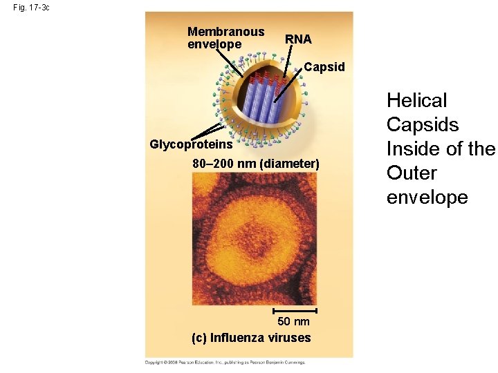 Chapter 17 Viruses Power Point Lecture Presentations for