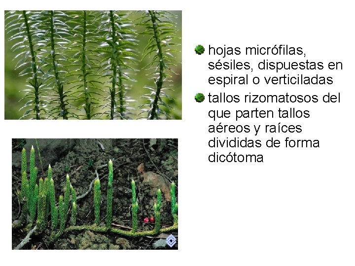 Clase Equisetopsida Subclase Lycopodiidae Subclase Equisetidae Subclase ...