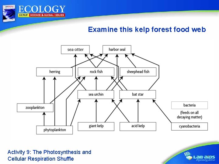 Activity 9 The Photosynthesis and Cellular Respiration Shuffle