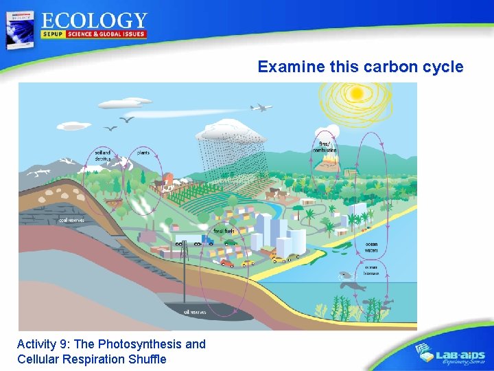 Activity 9 The Photosynthesis and Cellular Respiration Shuffle