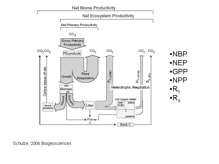Carbon Cycle at Global Ecosystem and Regional Scales