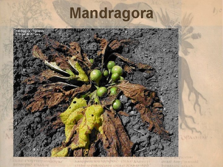 Mandragora officinalis Mandragora officinarum Pokn obecn Mandrake Jakub