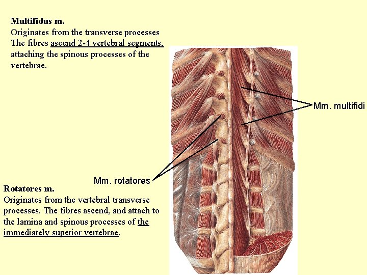 Back muscles occipital muscles Muscles fasciae and movements