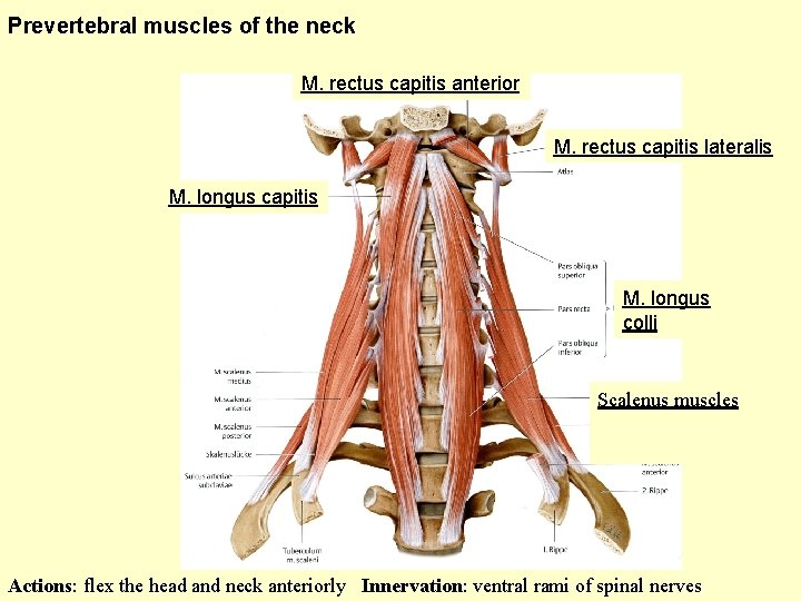 Back muscles occipital muscles Muscles fasciae and movements