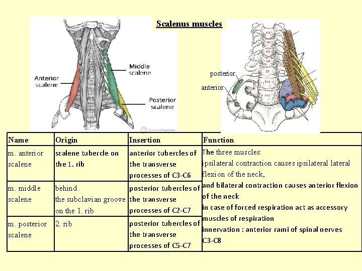 Back muscles occipital muscles Muscles fasciae and movements