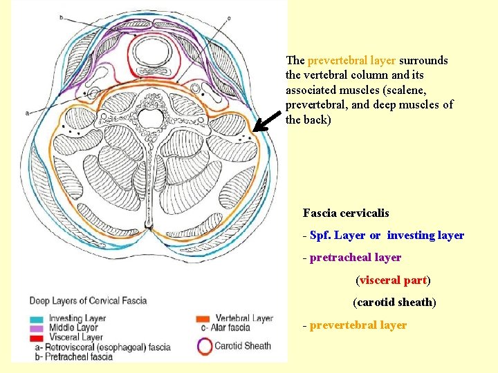 Back muscles occipital muscles Muscles fasciae and movements