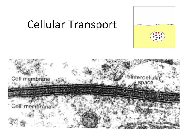 Cellular Transport About the Plasma Membrane All cells