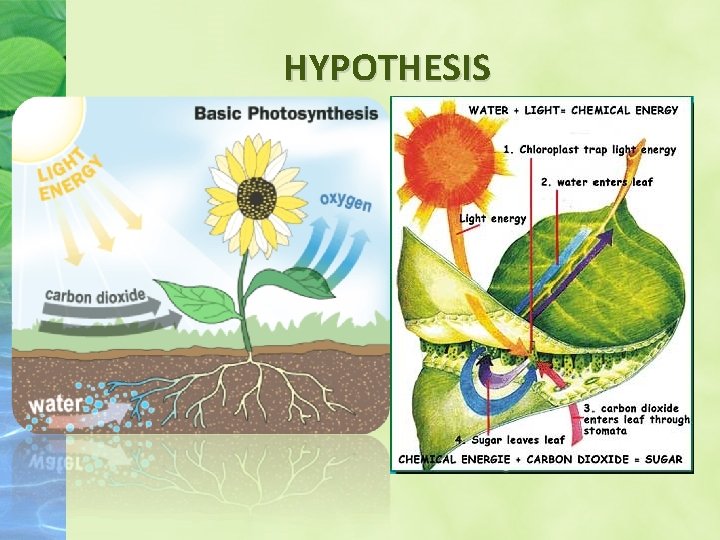 Group 1 Light Colours and Photosynthesis Which colour