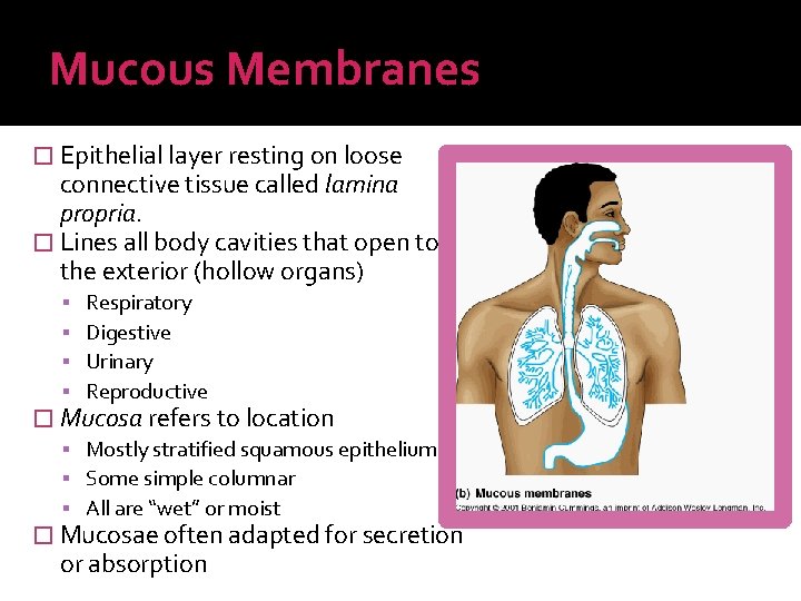 Chapter 4 Pages 109 112 Body Membranes Body