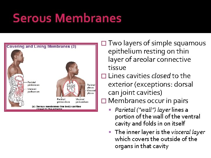 Chapter 4 Pages 109 112 Body Membranes Body