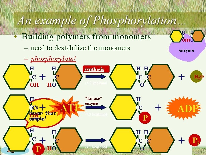 Chapter 8 An Introduction to Metabolism Flow of