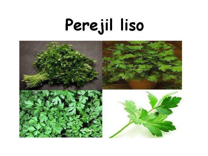 Perejil liso ndice Qu es el perejil Beneficios