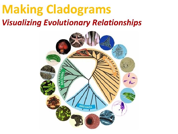 Making Cladograms Visualizing Evolutionary Relationships Essential ...