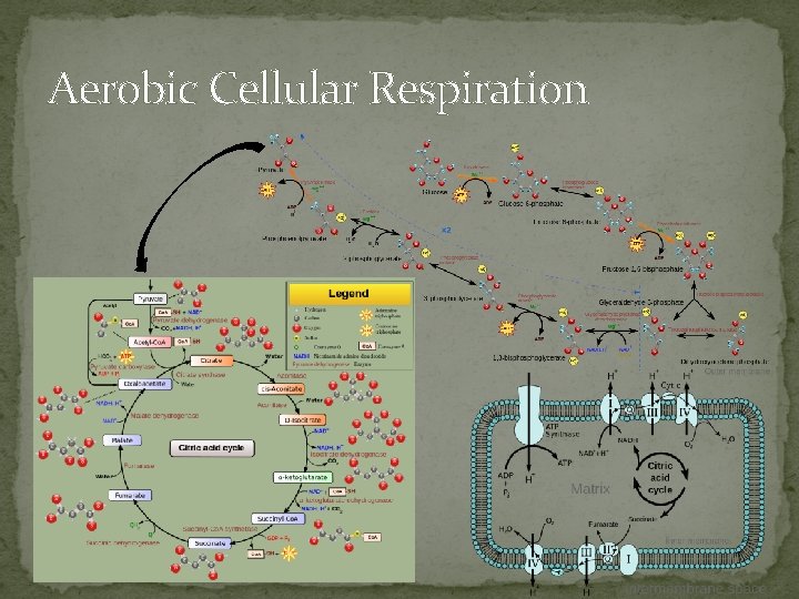 Cellular Respiration Chemical Energy Living systems use energy