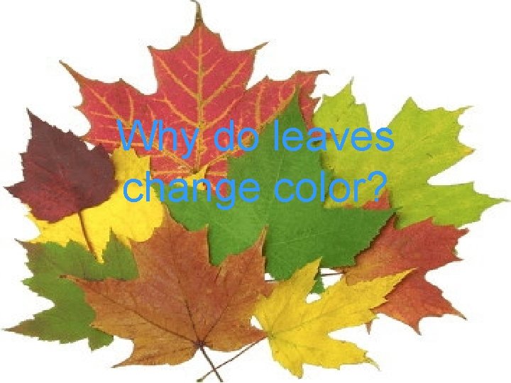 Why do leaves change color The changing colors