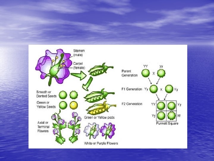 Evolution dispersal of genetics and Fishers equation Charles