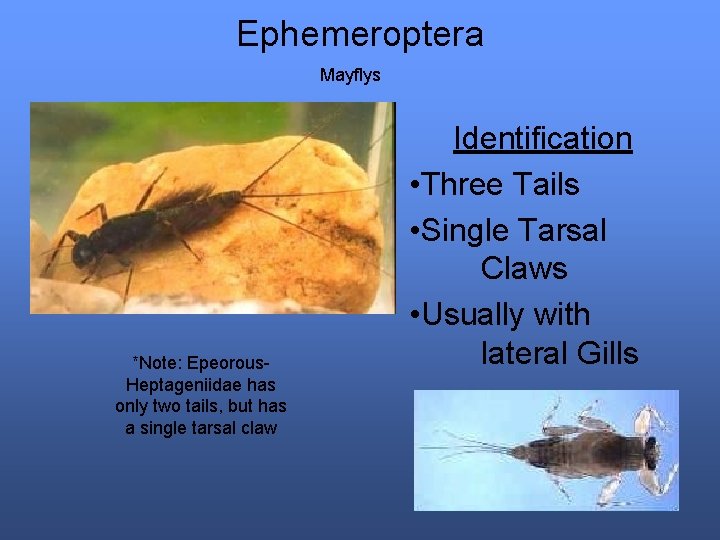 Orders of Stream Dwelling Macroinvertebrates Ephemeroptra Plecoptera ...