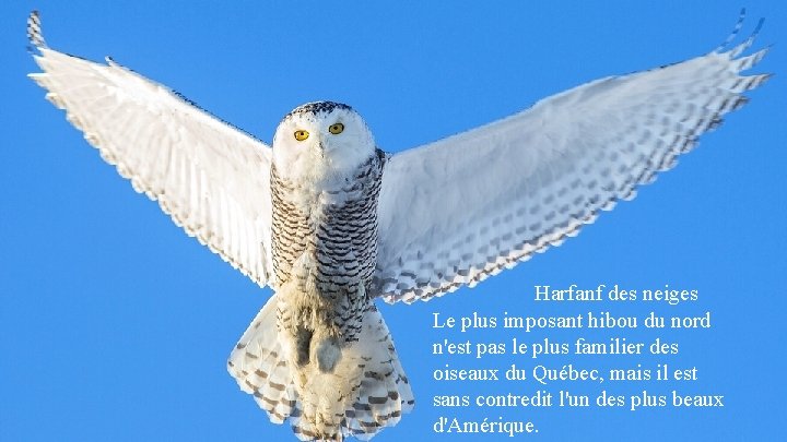 Colors gracieux fins chanteurs facilement observables les oiseaux