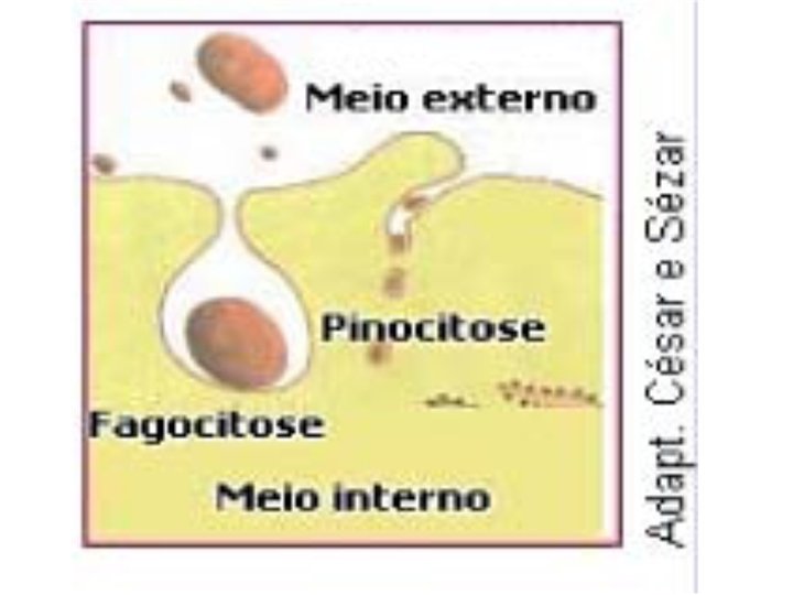 BIOLOGIA CITOLOGIA CONHECENDO AS CLULAS CITOLOGIA A rea