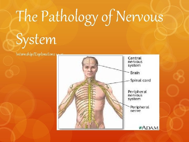 The Pathology of Nervous System InternshipExplorations 14 15