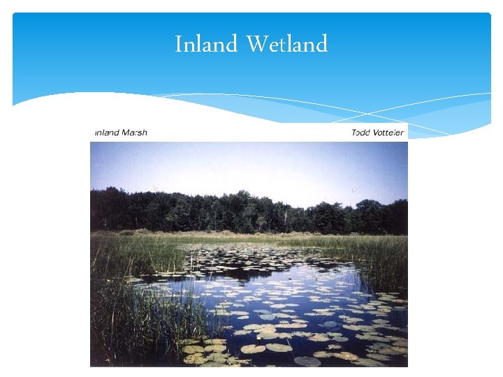 Defining the Wetlands By Sam Stengel TJ Cuclasure