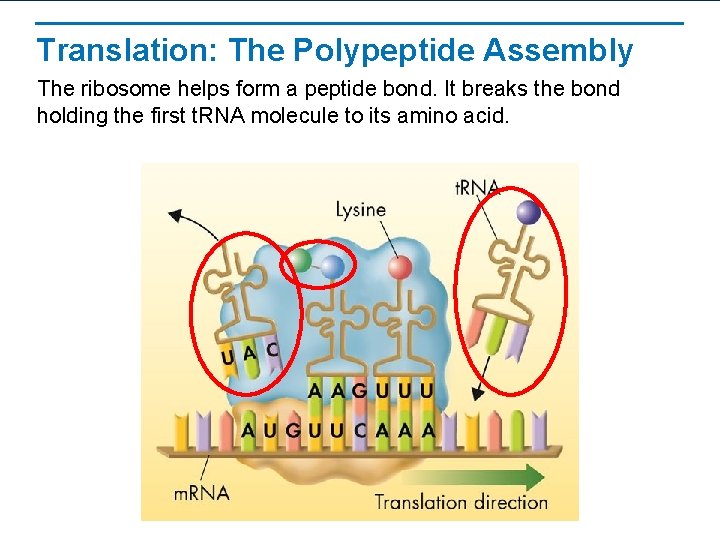 14 2 Ribosomes and Protein Synthesis Learning Objectives
