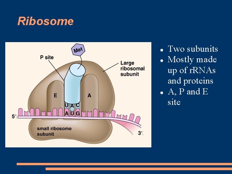 Presentation Outline PART I The Basics DNA Replication